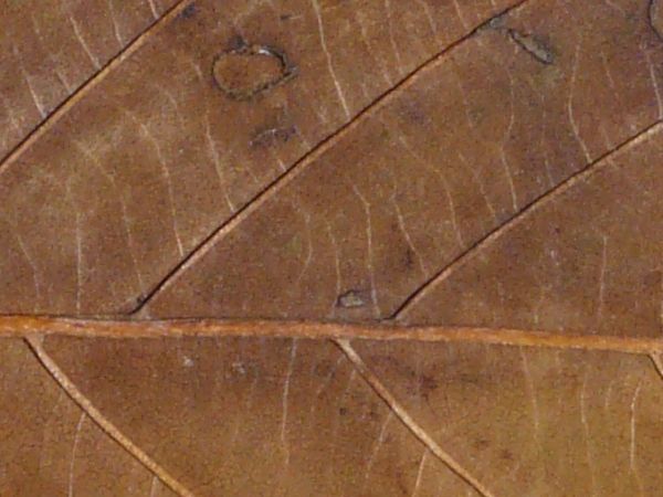 texture 0098 - Texturelib